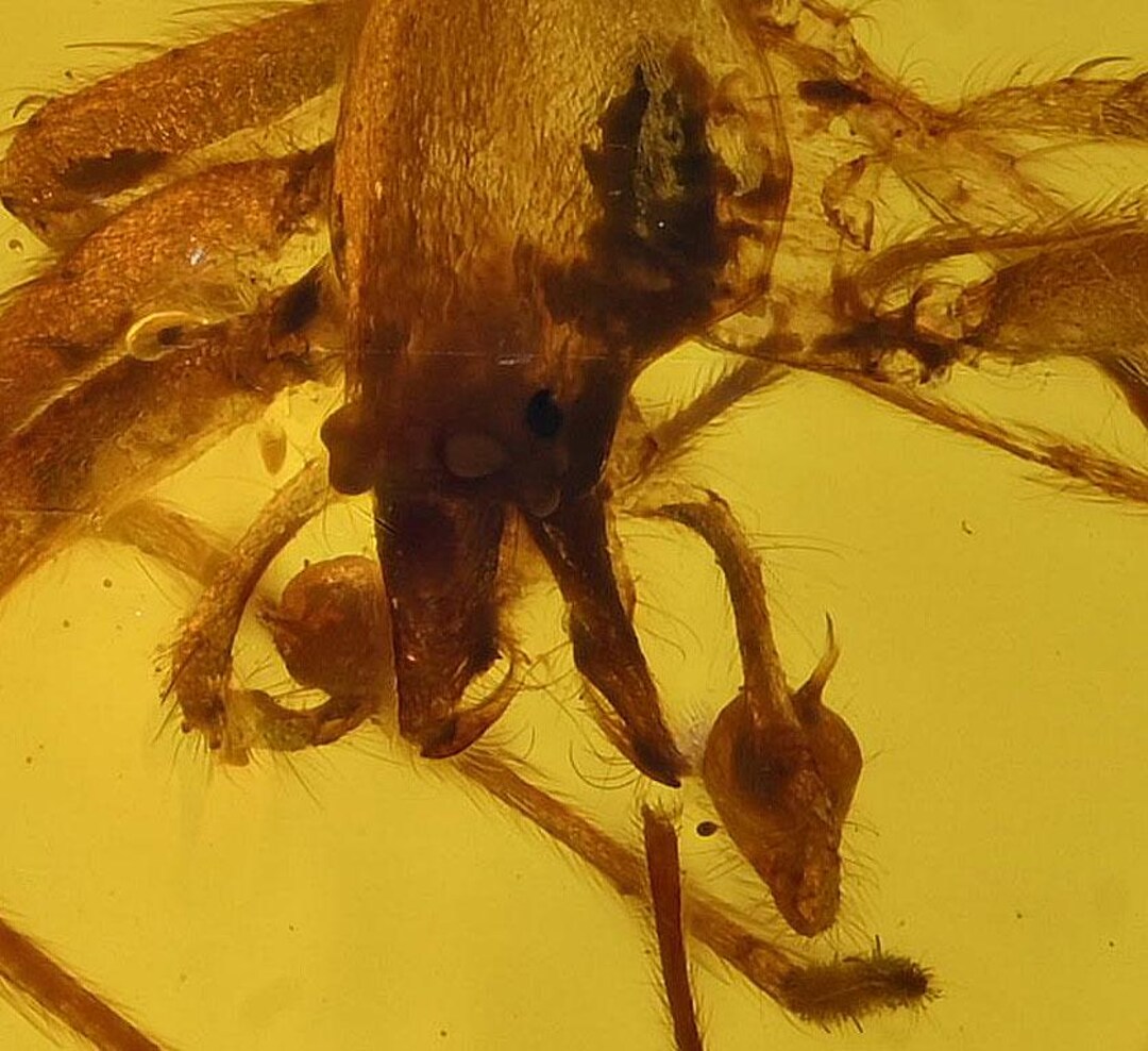 Rare Archaeidae assassin Spider, Fossil Inclusion in Burmese Amber - Etsy