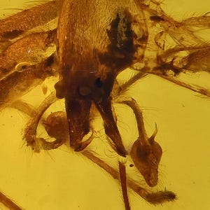 Rare Archaeidae assassin Spider, Fossil Inclusion in Burmese Amber - Etsy