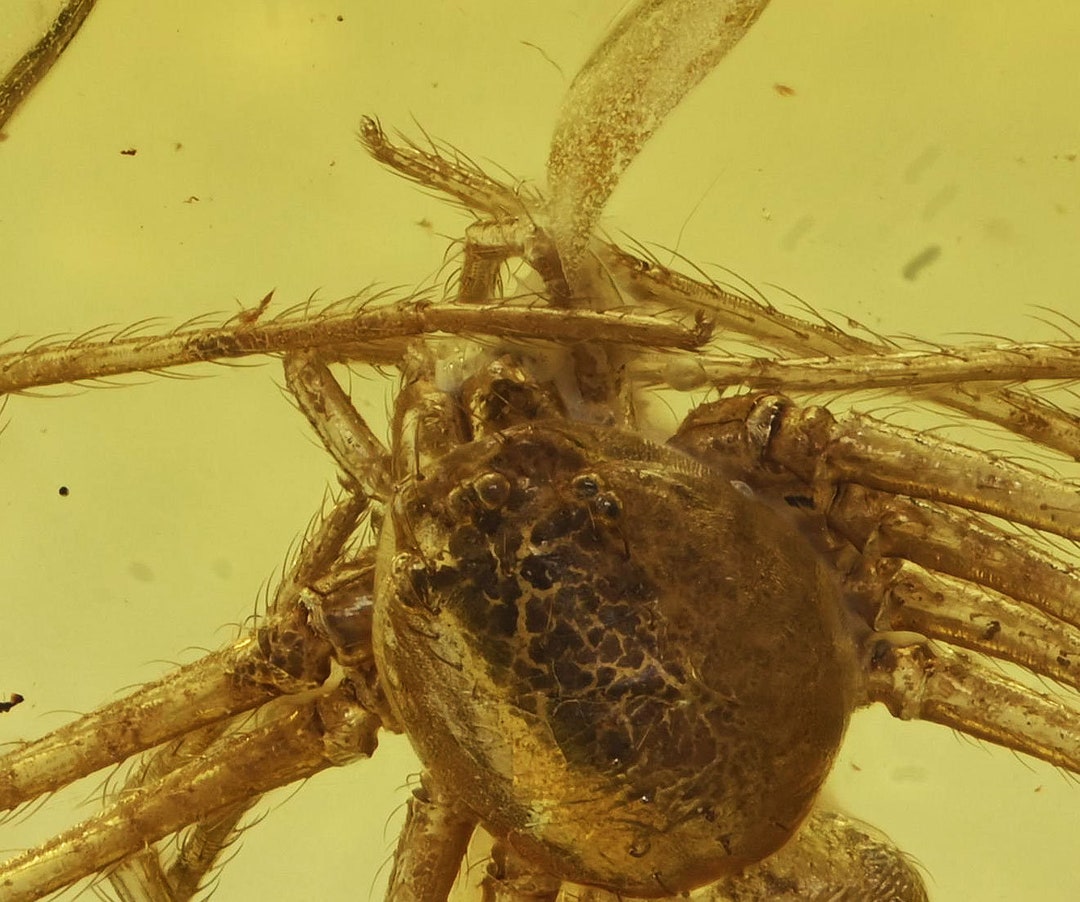 Araneae: Araneida spider, Fossil Inclusion in Baltic Amber - Etsy