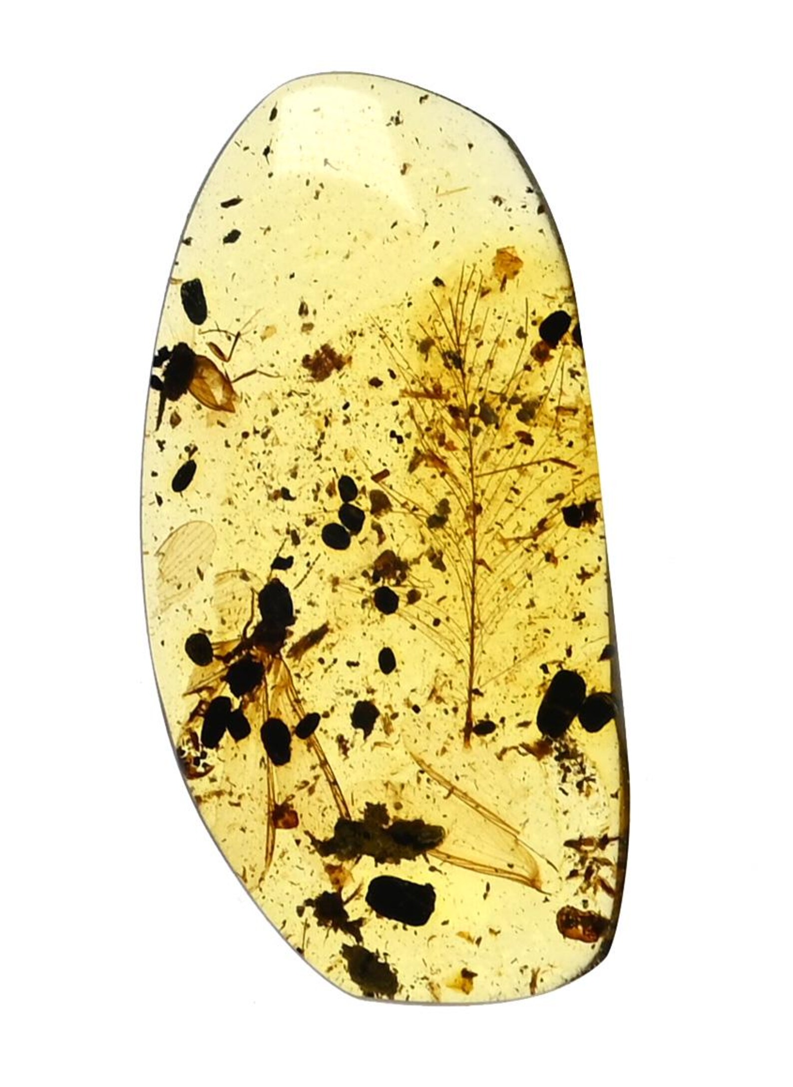 Rare Bird Feathers, Aves, Fossil Inclusion in Burmese Amber - Etsy