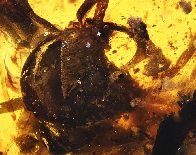 RARE Haidomyrmex (hell Ant), Fossil Inclusion in Burmese Amber - Etsy