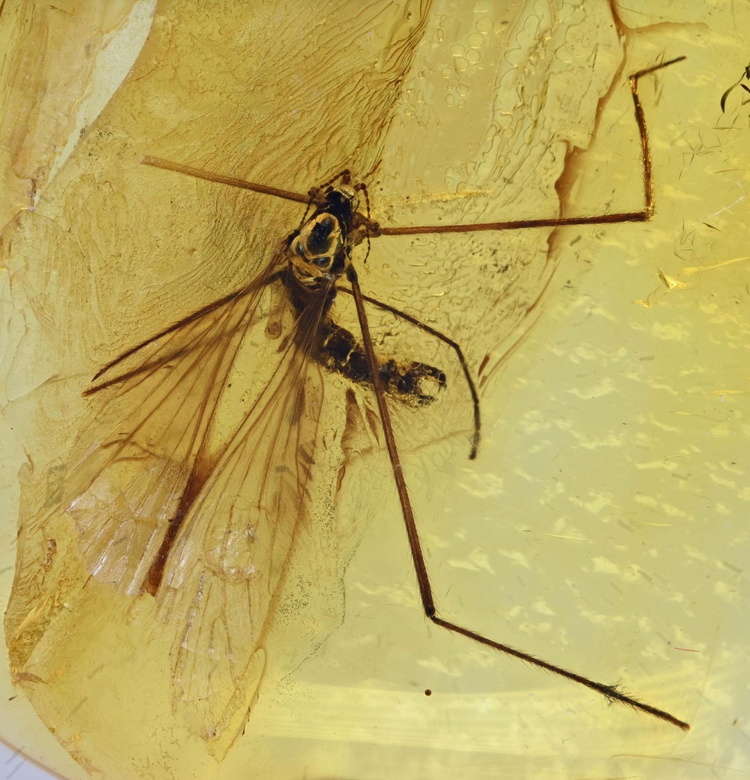 Detailed Limoniinae (crane Fly), Fossil Insect Inclusion in Baltic ...