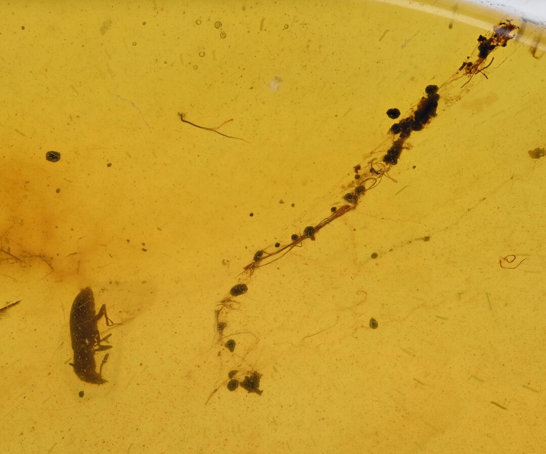 Beetle With Spider Webbing, Fossil Insect Inclusions in Burmese Amber ...