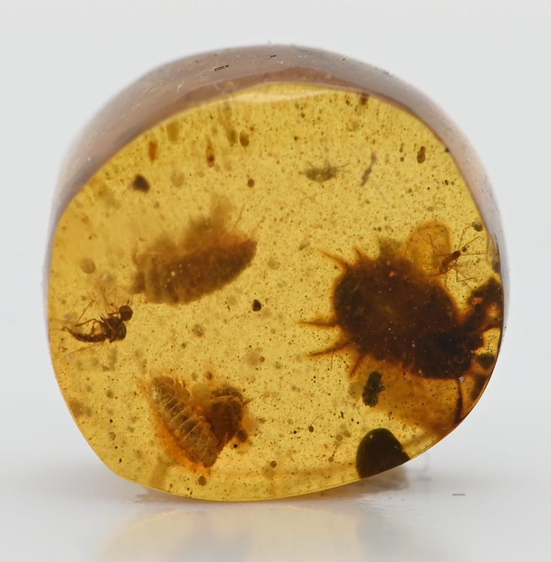 3 Terrestrial Crustaceans (isopod), Fossil Inclusion in Burmese Amber ...