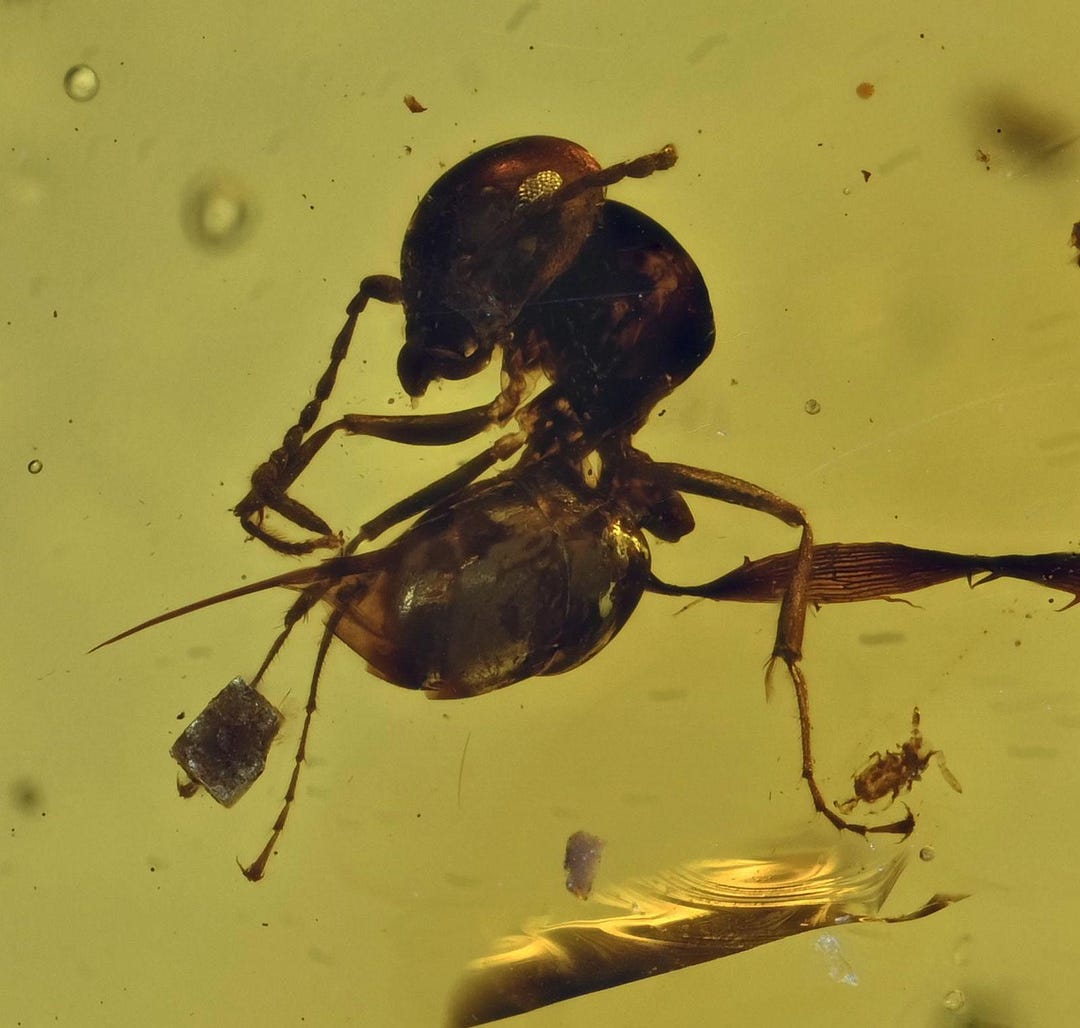 Rare Extinct Zigrasimecia (ant), Fossil Insect Inclusion in Burmese ...