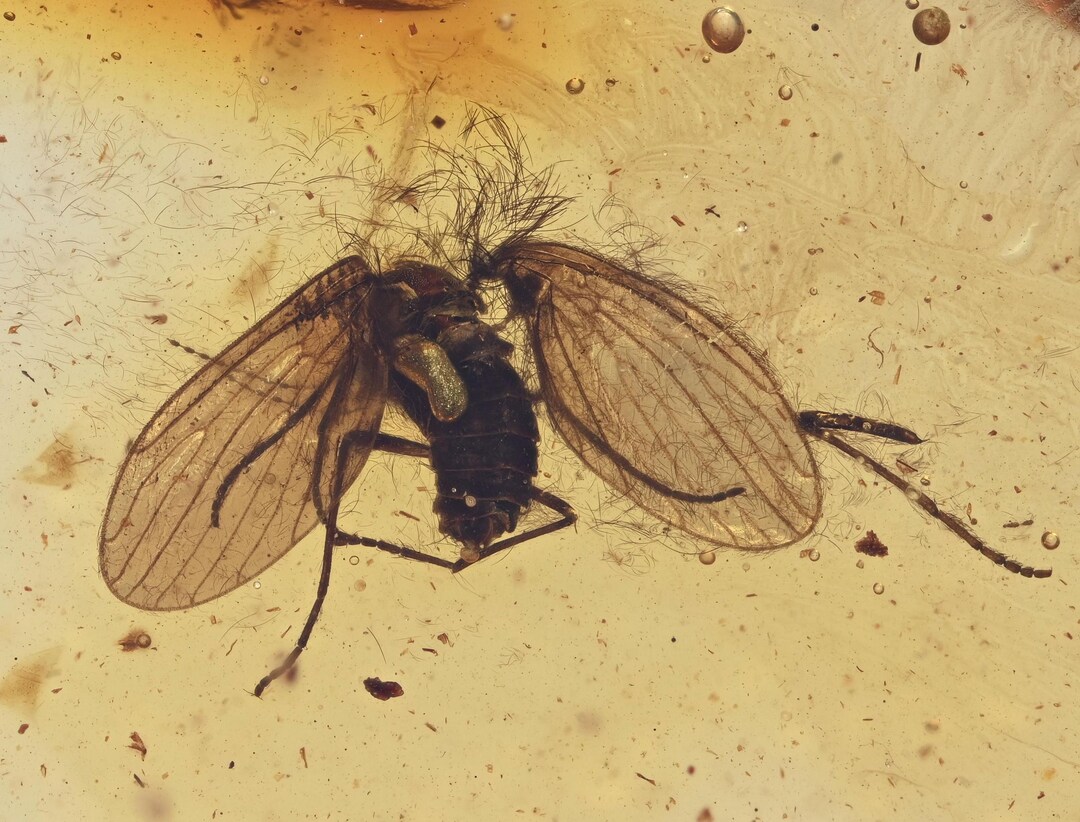 Spread Wings Psychodidae (moth Fly), Fossil Insect Inclusion in Baltic ...