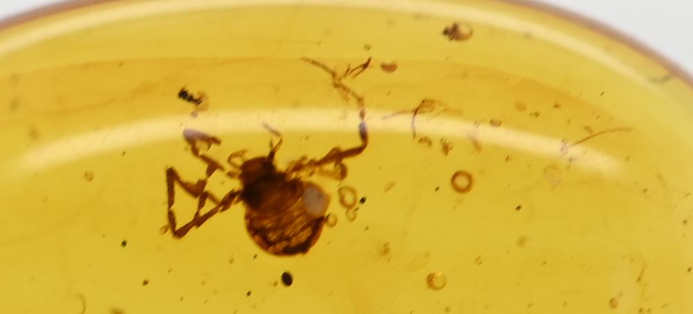 Rare Ricinulei (hooded Tick-spiders), Fossil Inclusion in Burmese Amber ...