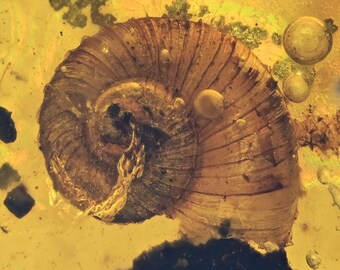 RARE Zoraptera angel Insect, Fossil Insect Inclusion in Burmese Amber ...