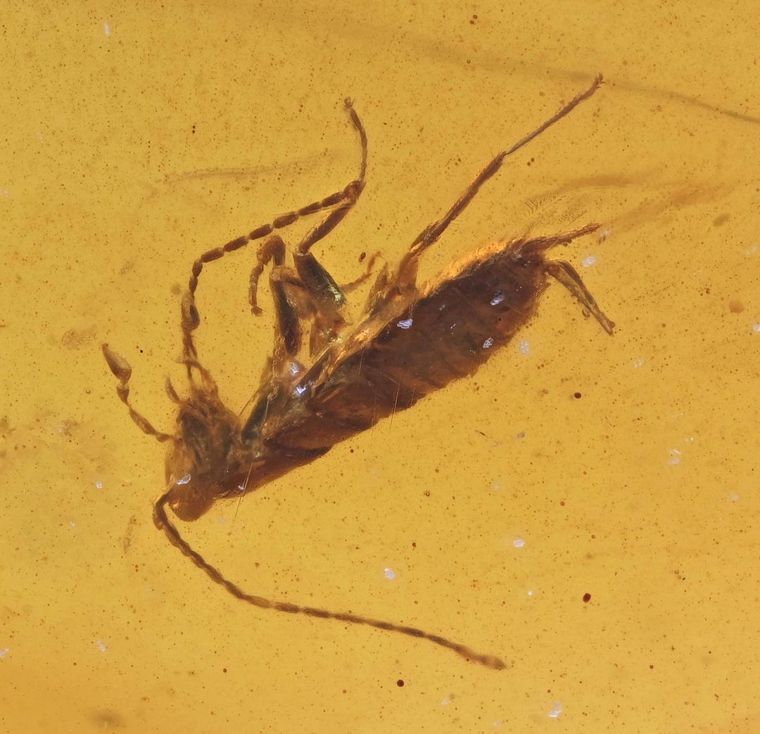 Blattodea (cockroach), Fossil Insect Inclusion in Burmese Amber - Etsy