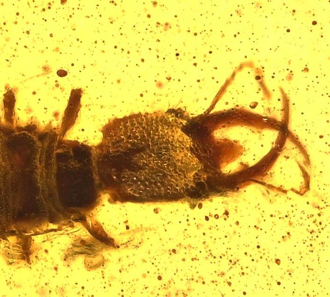 Rare Detailed Neuroptera (lacewing) Larva, Fossil Inclusion in Burmese ...