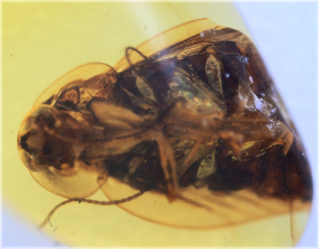 Blattodea cockroach, Fossil Insect Inclusion in Burmese Amber - Etsy