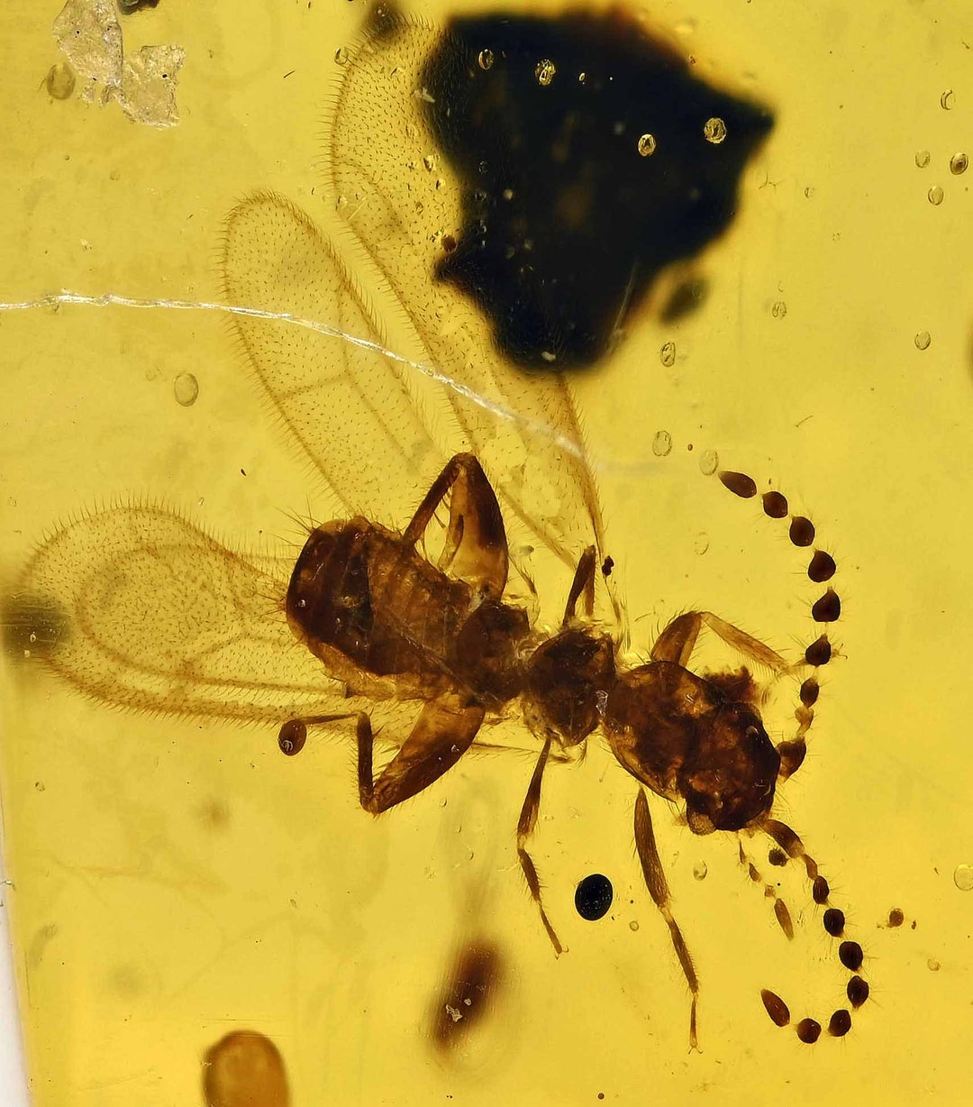 RARE Zoraptera angel Insect Fossil Inclusion in Burmese - Etsy