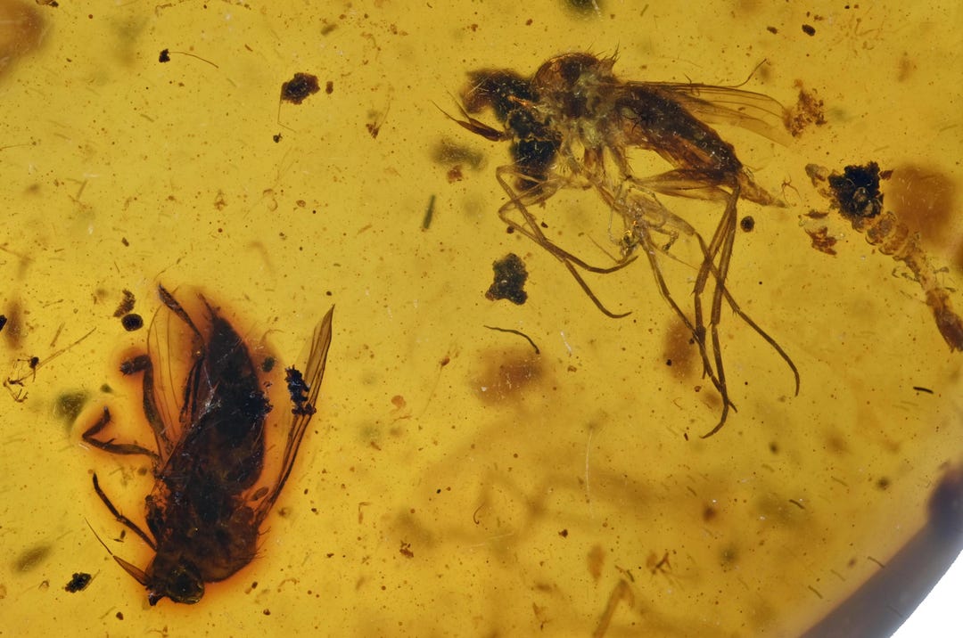 Two Flies With a Rare Larva, Fossil Insect Inclusion in Burmese Amber ...