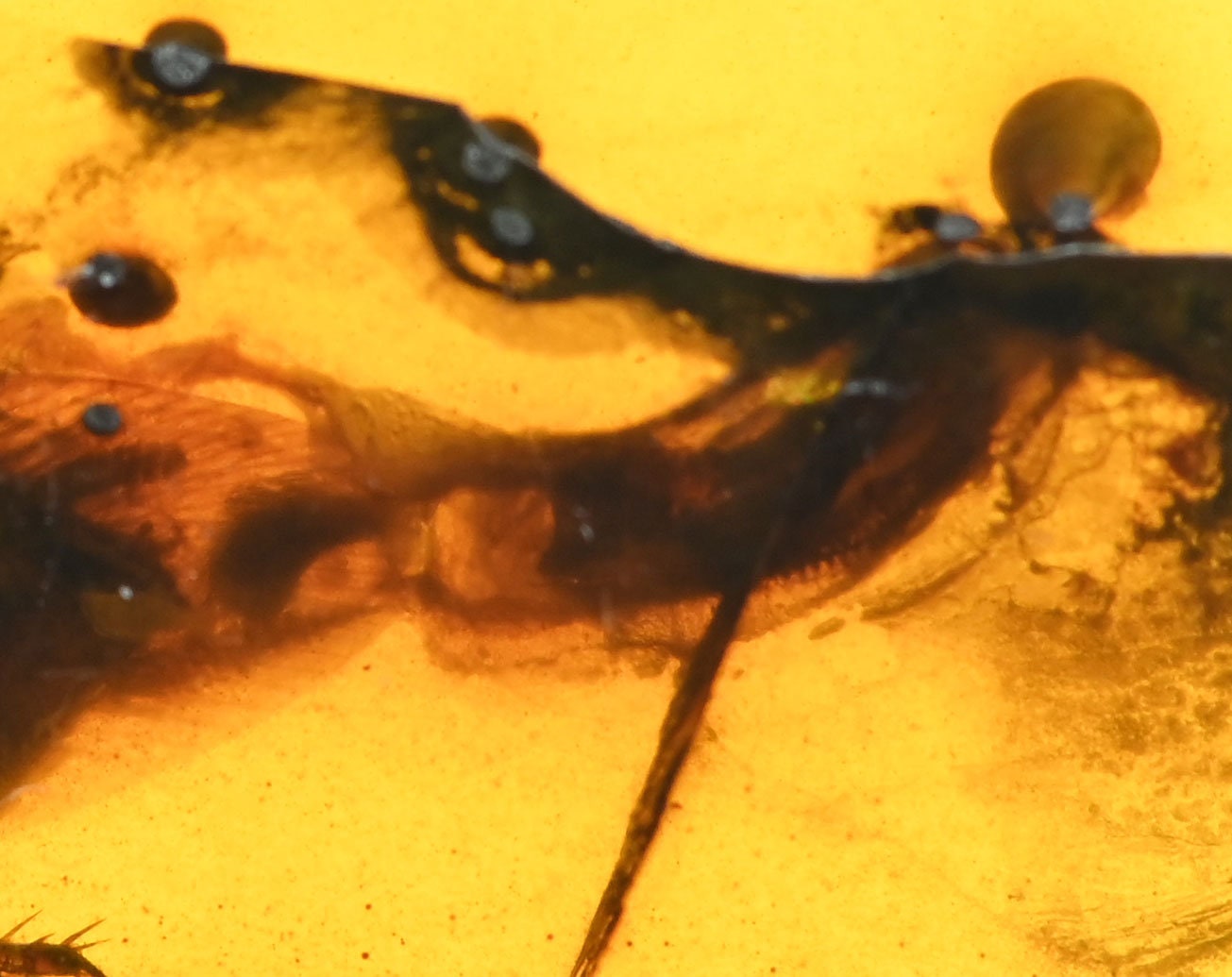 SUPER RARE Cockroach Laying Egg Sac Fossil Inclusion in - Etsy