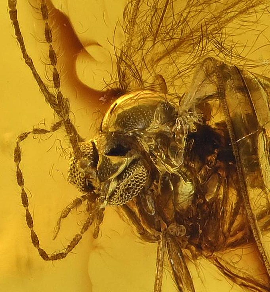 Detailed Psychodidae (moth Fly), Fossil Inclusion in Baltic Amber - Etsy
