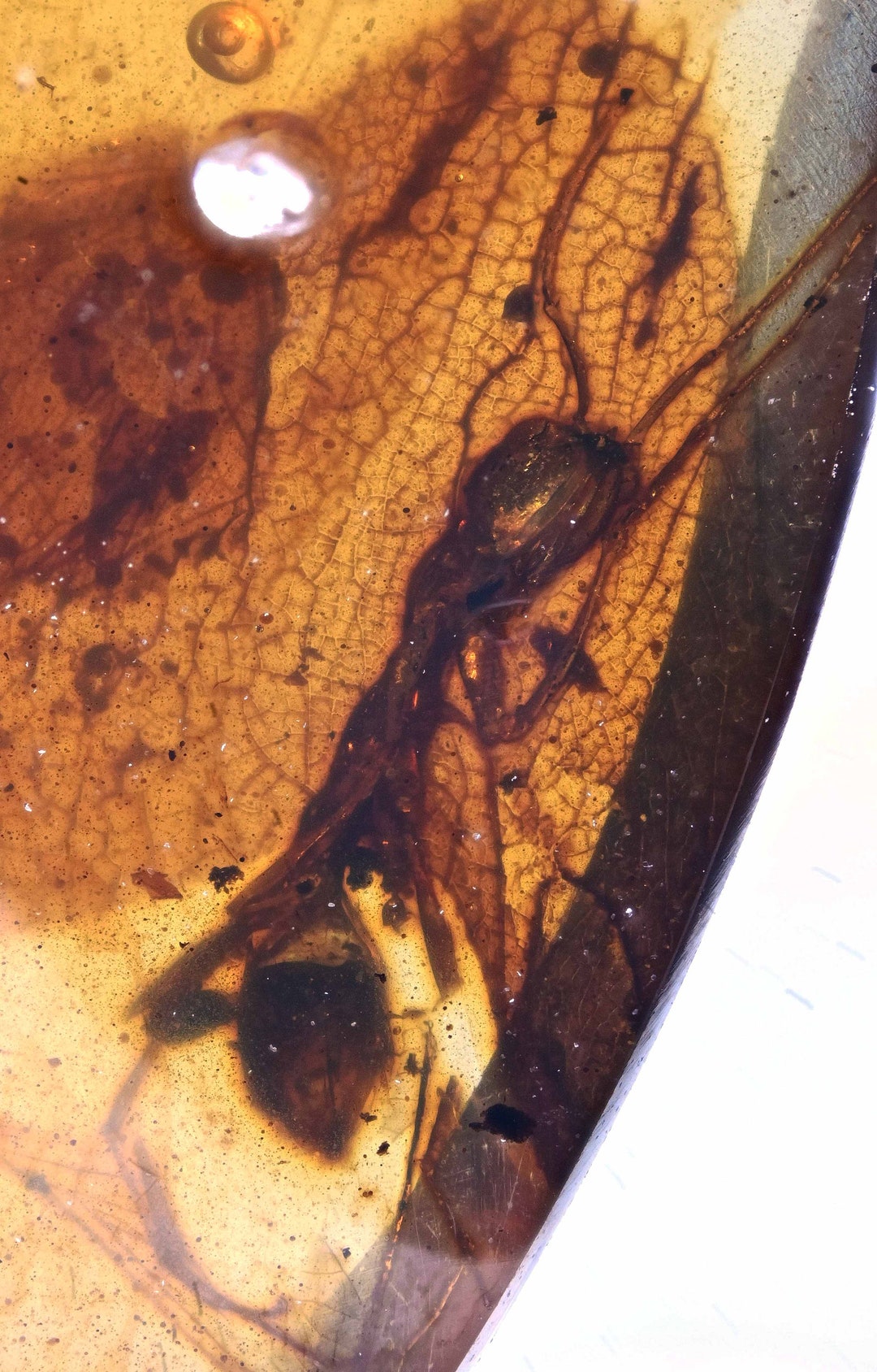 RARE Haidomyrmex hell Ant Fossil Inclusion in Burmese Amber - Etsy