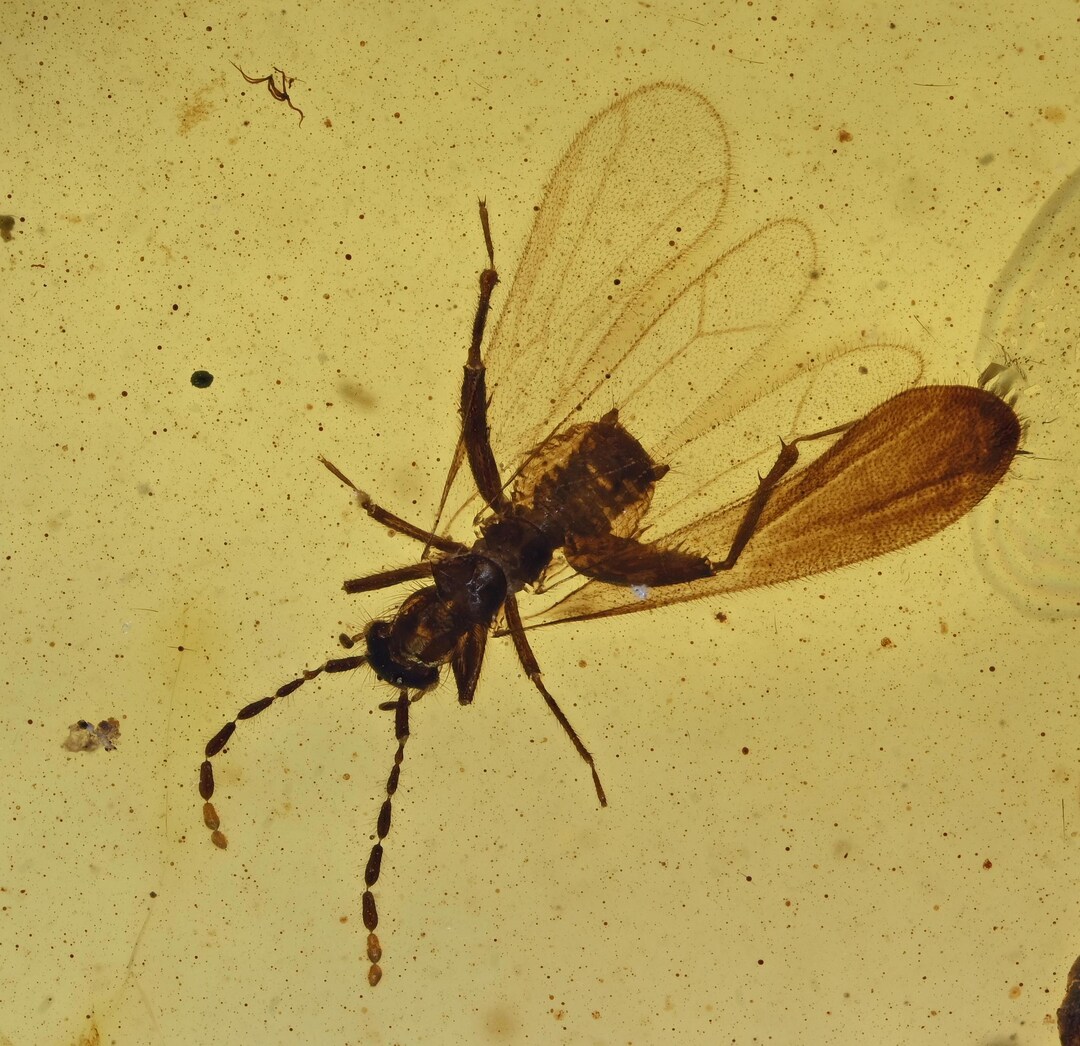 RARE Zoraptera (angel Insect), Fossil Insect Inclusion in Burmese Amber ...