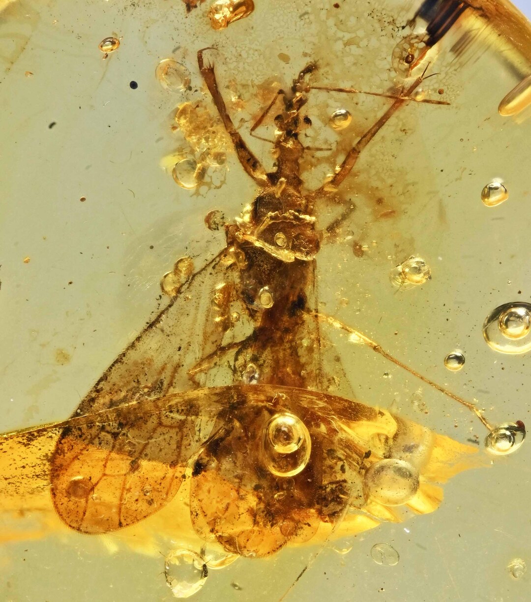Detailed Enicocephalidae gnat Bug, Fossil Inclusion in Burmese Amber - Etsy