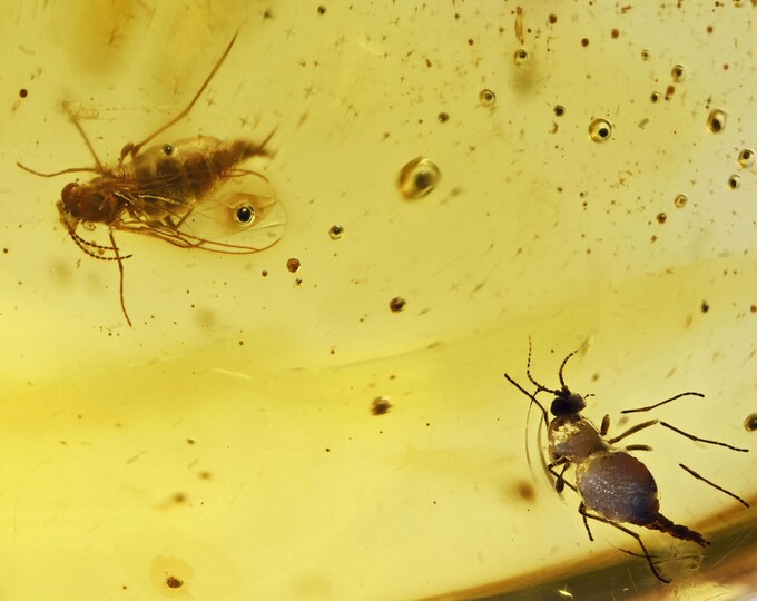 2x Brachycera - One Bloated, Fossil Insect Inclusion in Dominican Amber ...