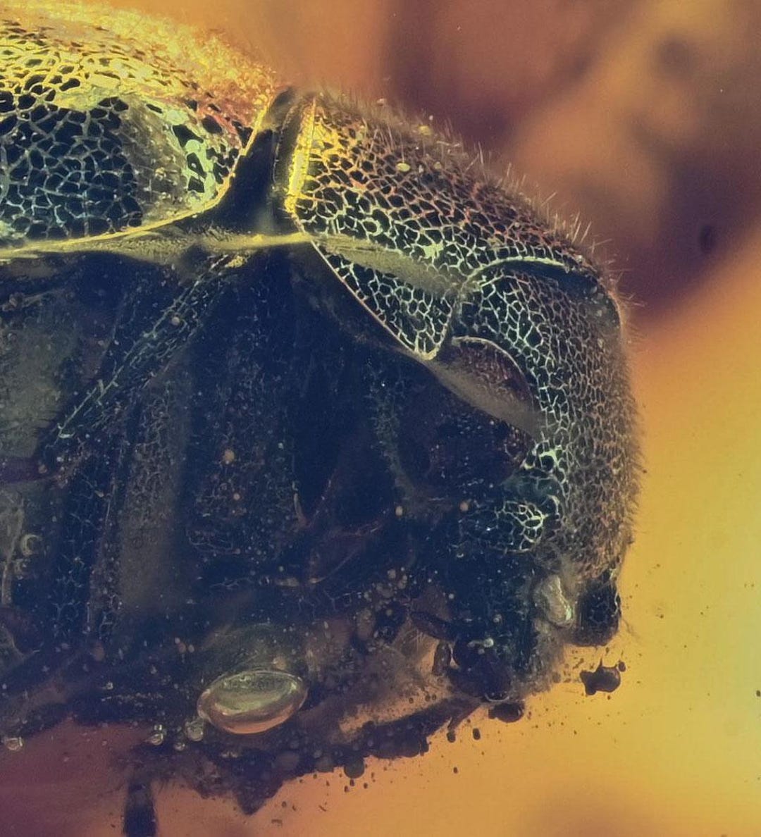 Super Detailed Scirtidae marsh Beetle, Fossil Insect Inclusion in ...