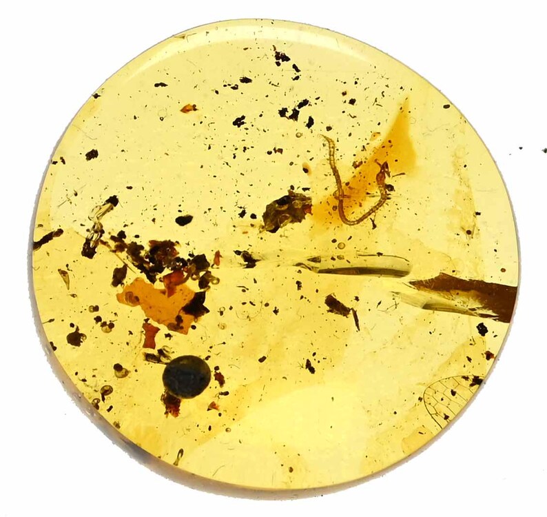 Rare Myriapoda (centipede), Fossil Inclusion in Burmese Amber - Etsy