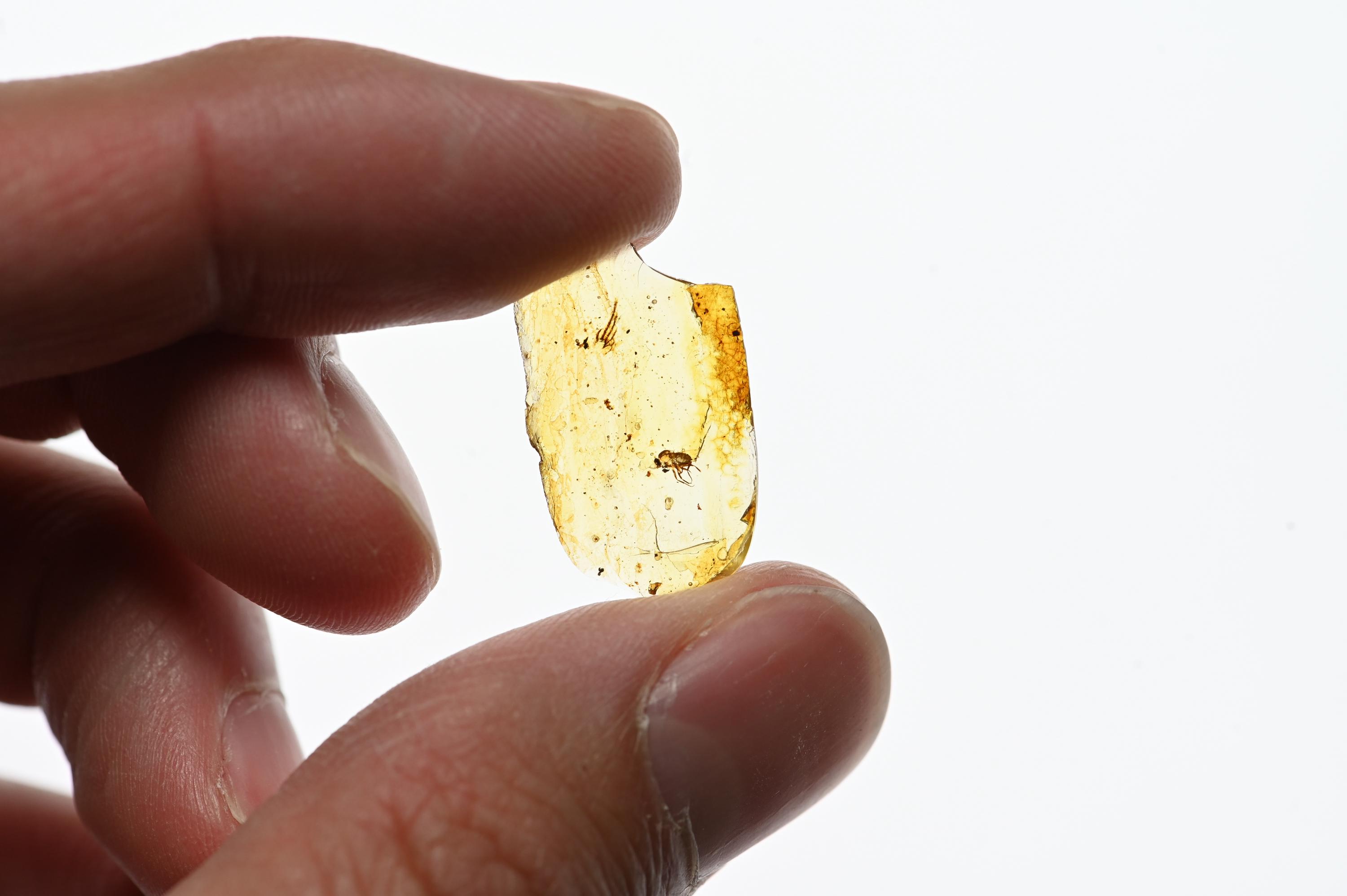 Lizard Foot/claw With Skin, Fossil Inclusion in Burmese Amber - Etsy