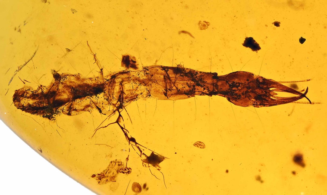 Rare Neuroptera lacewing Larva, Fossil Inclusion in Burmese Amber - Etsy