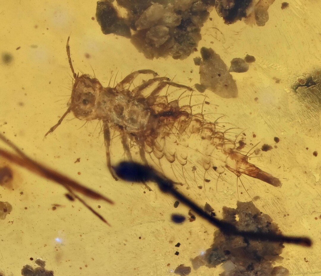 Super Rare Dragonfly Larvae, Fossil Insect Inclusion in Burmese Amber ...