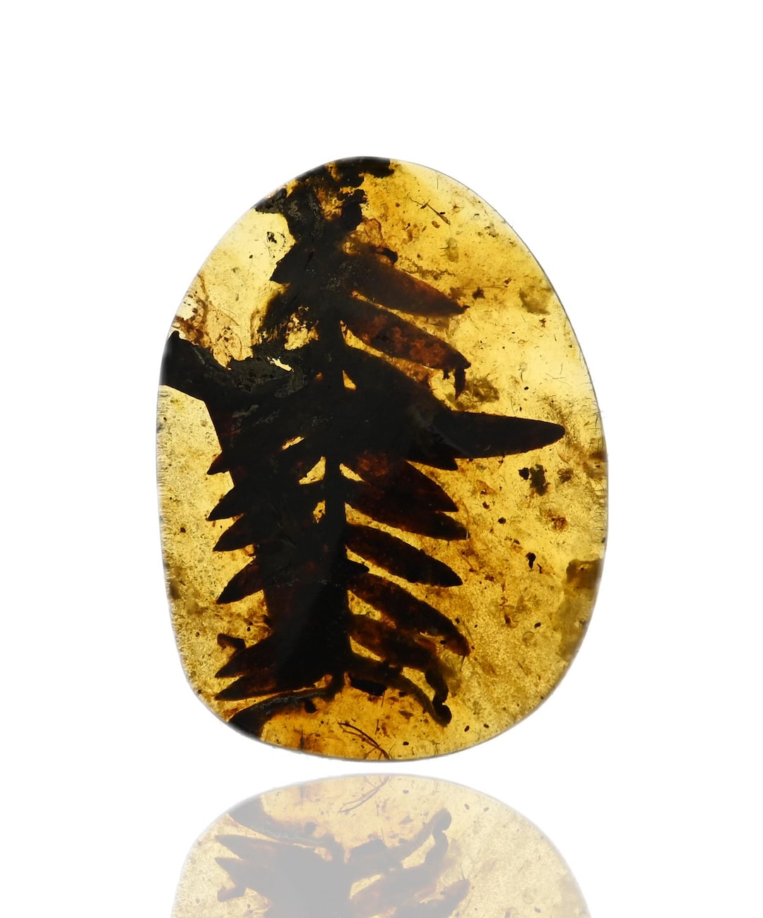 Large Botanical Compound Leaf, Fossil Insect Inclusion in Burmese Amber ...