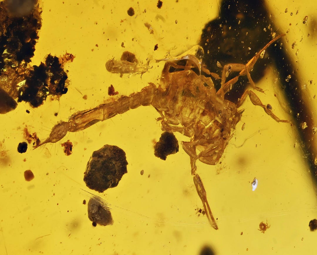 Rare Complete Scorpion, Fossil Inclusion in Burmese Amber - Etsy