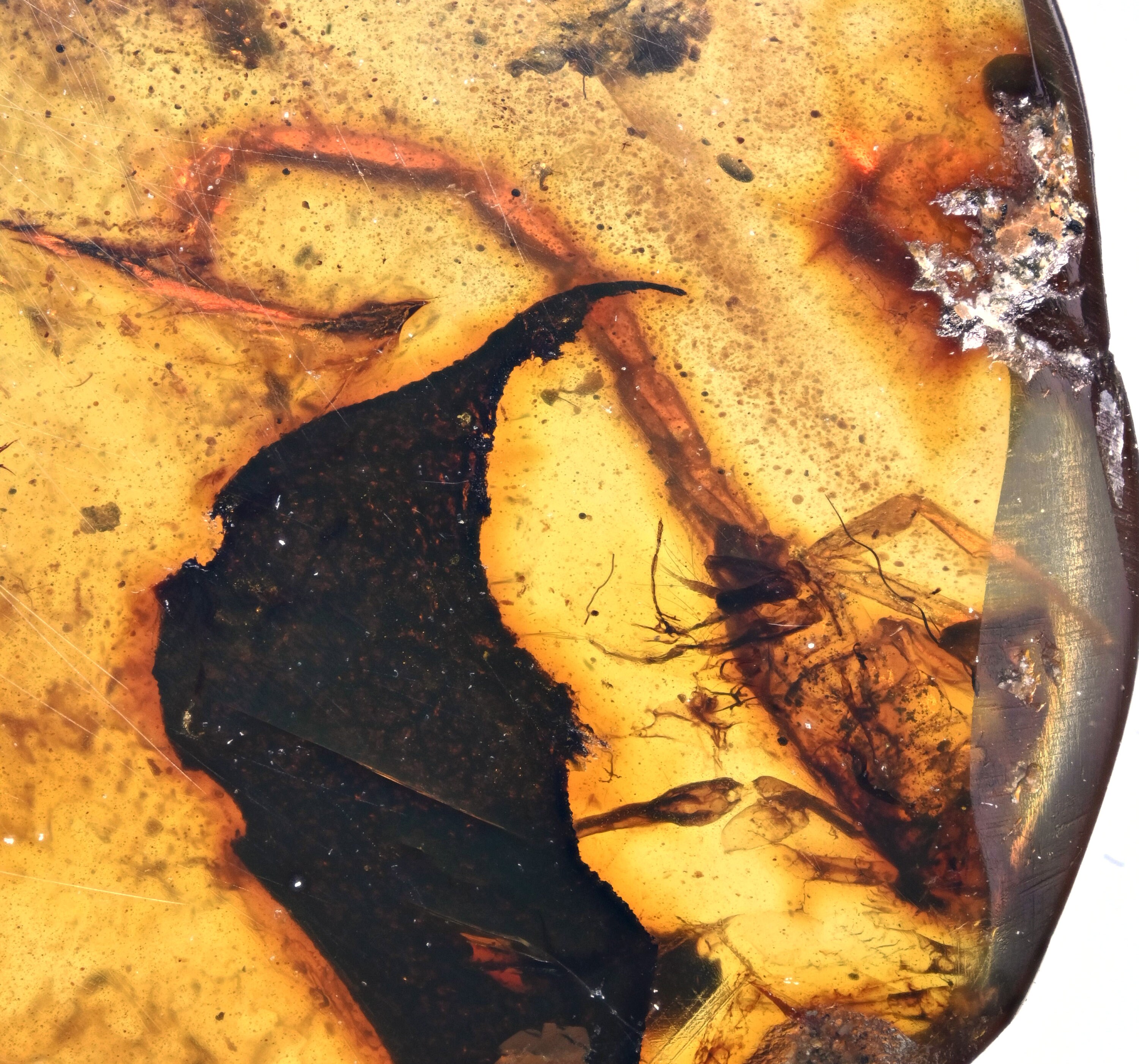 Rare Scorpion Fossil Inclusion in Burmese Amber - Etsy
