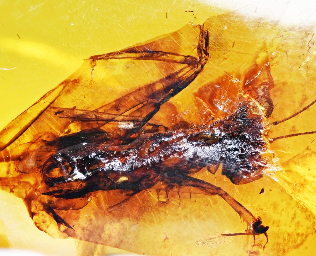Rare Mantodea (praying Mantis), Fossil Inclusion in Burmese Amber - Etsy