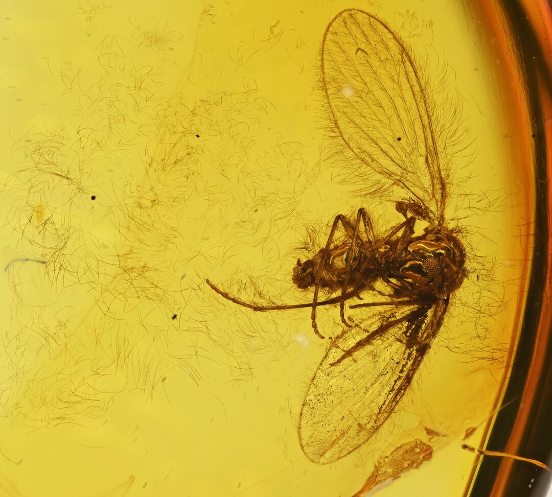 Detailed Psychodidae (moth Fly), Fossil Inclusion in Baltic Amber - Etsy