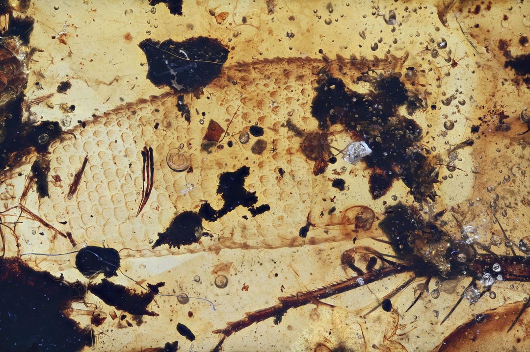 Lizard Tail Skin Shed, Fossil Insect Inclusion in Burmese Amber - Etsy