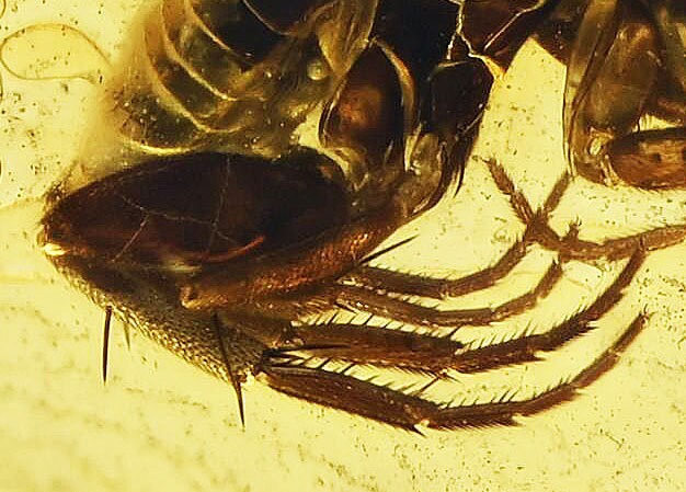 AMAZING Detail Phoridae scuttle Fly Fossil Inclusion in - Etsy