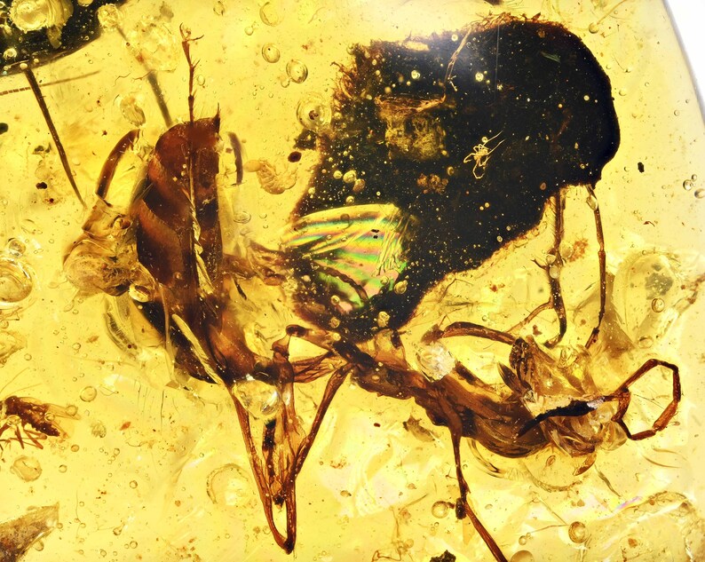 Extinct Large Ant With Stinger, Fossil Inclusion in Burmese Amber - Etsy