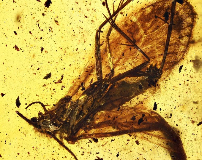 Detailed Araneae (spider), Fossil Inclusion in Baltic Amber - Etsy