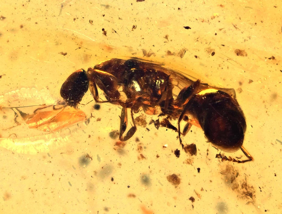 Detailed Winged Aculeata, Formicidae (ant), Fossil Inclusion in Burmese ...