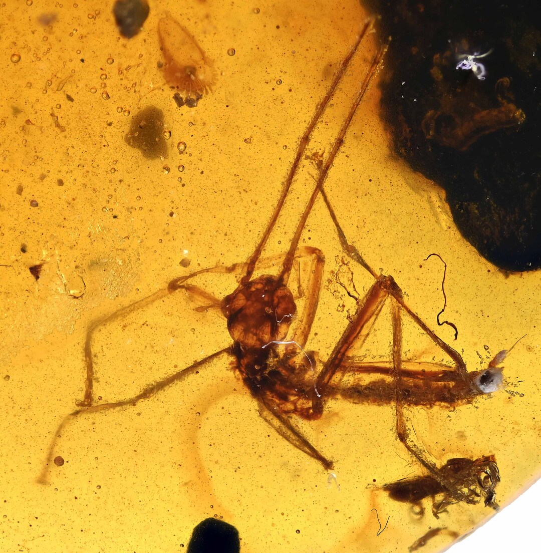 Scarce Phasmatodea (walking Stick), Fossil Inclusion in Burmese Amber ...
