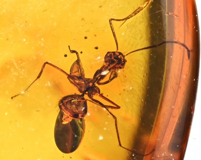Detailed Aculeata, Formicidae (ant), Fossil Inclusion in Baltic Amber ...