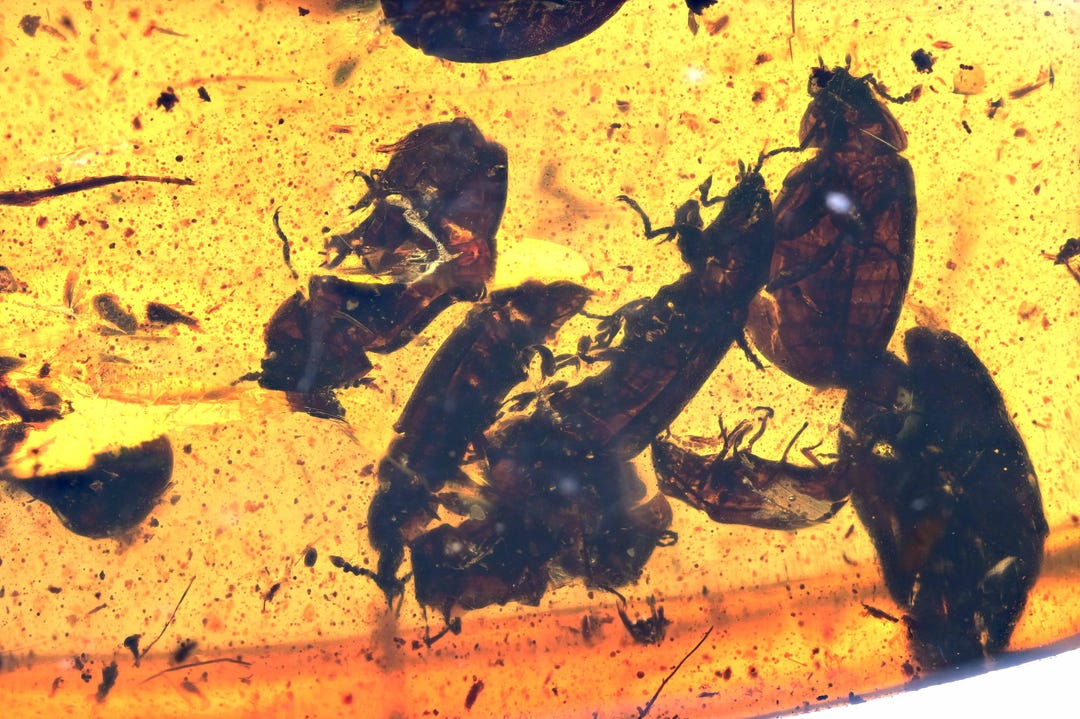 Rare Swarm of Beetles, Fossil Inclusion in Burmese Amber - Etsy