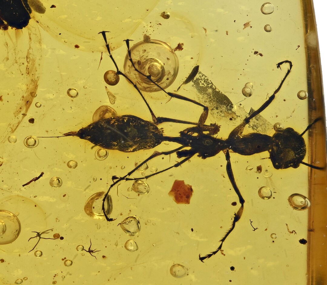 Detailed Extinct Large Ant With Stinger, Fossil Inclusion in Burmese ...
