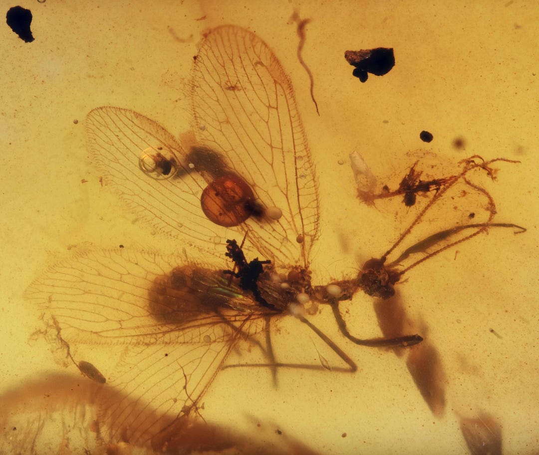Detailed Mantispidae (mantisfly), Fossil Inclusion in Burmese Amber - Etsy