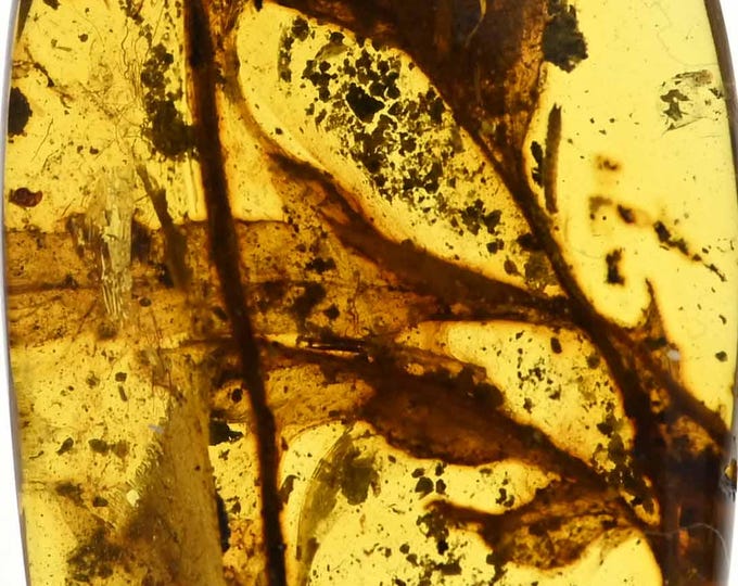 Rare Large Botanical Leaves, Fossil Inclusion in Burmese Amber - Etsy