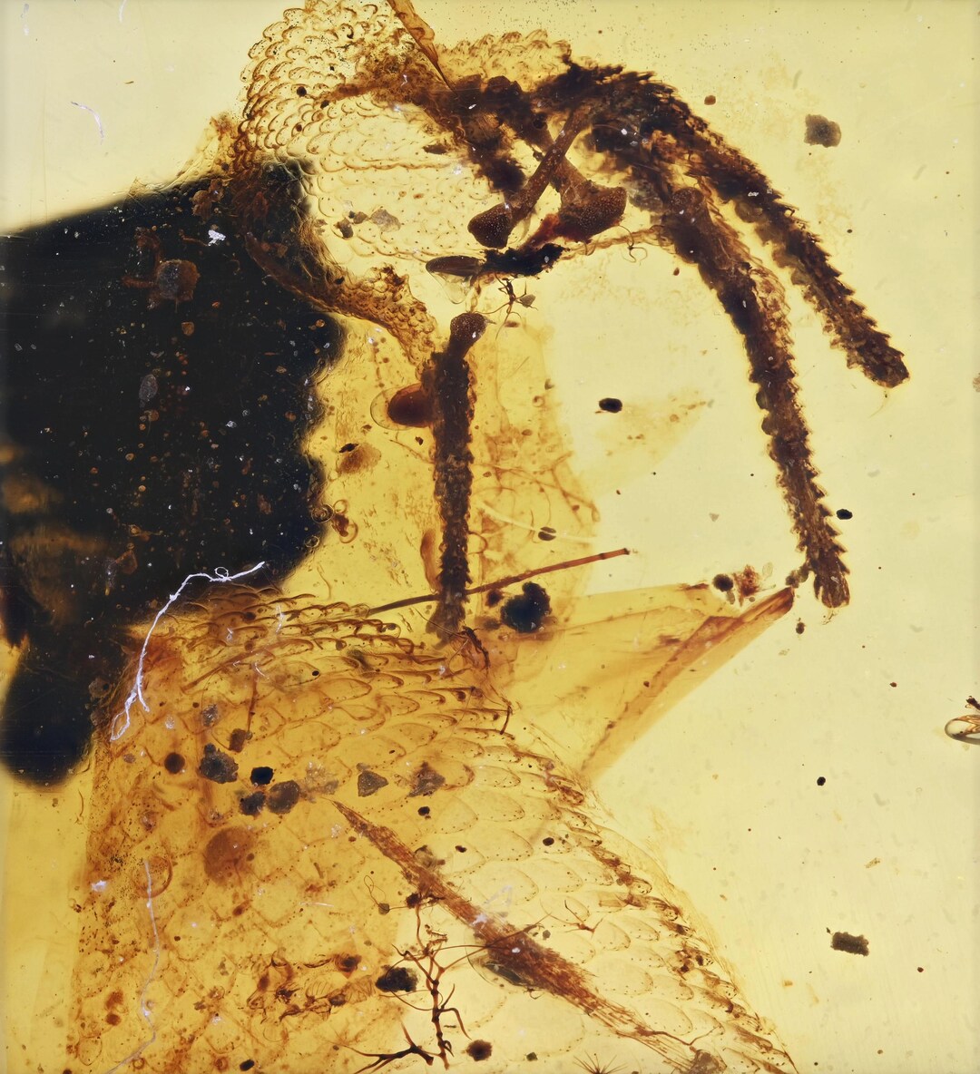 Rare Lizard Foot and Skin, Fossil Insect Inclusion in Burmese Amber - Etsy