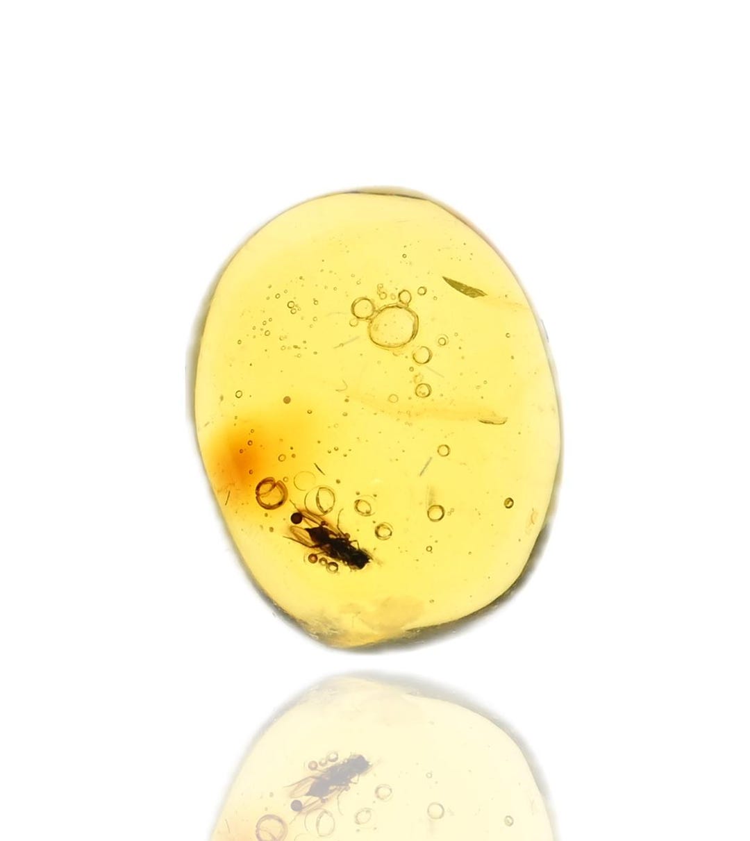 Detailed Brachycera (fly), Fossil Insect Inclusion in Dominican Amber ...