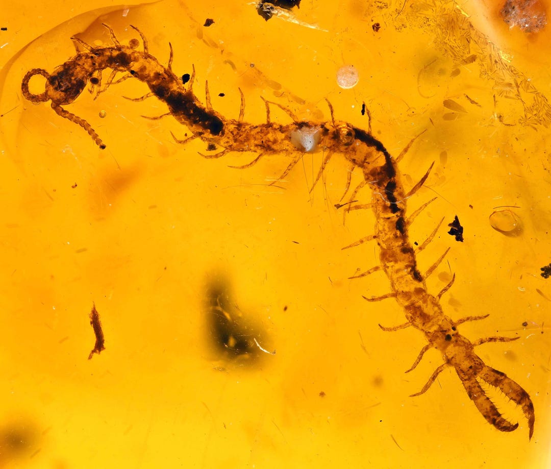 Complete Myriapoda (centipede), Fossil Inclusion in Dominican Amber - Etsy