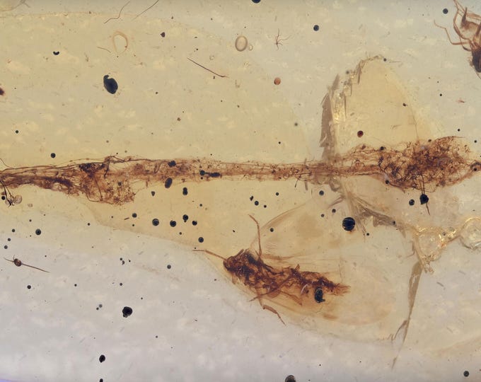 Spider Webbing and Several Insects, Fossil Insect Inclusion in Burmese ...