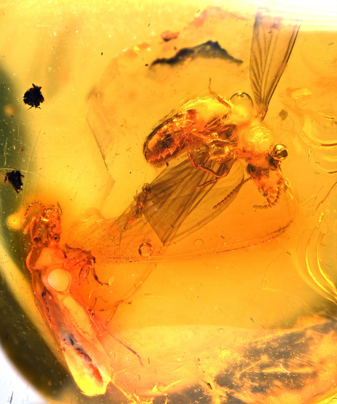 Two Isoptera termite, Fossil Inclusion in Dominican Amber - Etsy