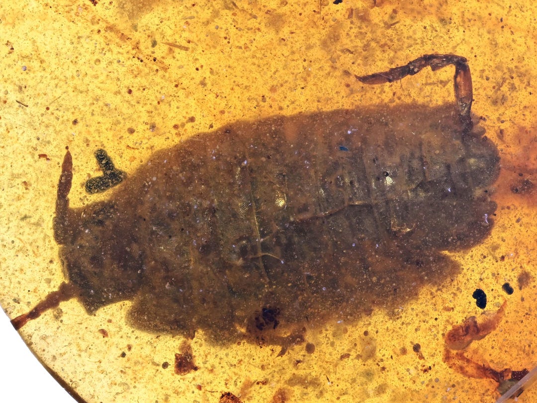 Two Terrestrial Crustaceans (isopod), Fossil Insect Inclusions in ...